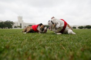 Citadel mascot General Robert P. Carson to be remembered fondly by ...