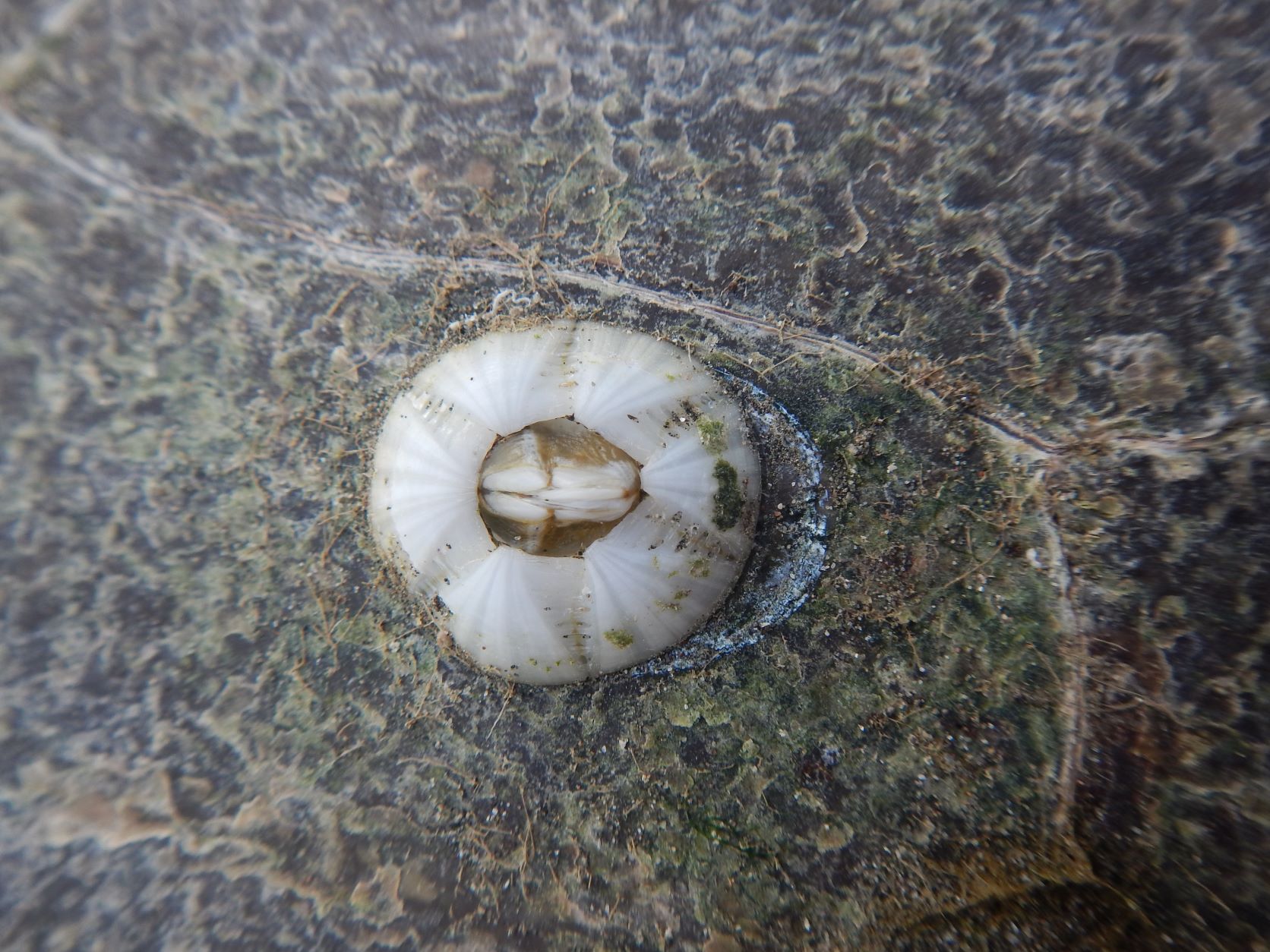 "Surfing" barnacles research earning Citadel scientist international ...